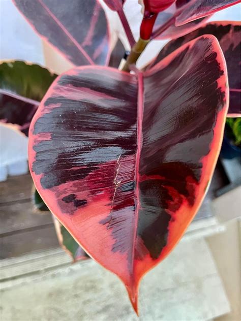 Amazing Indoor Rubber Plant Tineke Ruby In Sydney Elegant Indoor