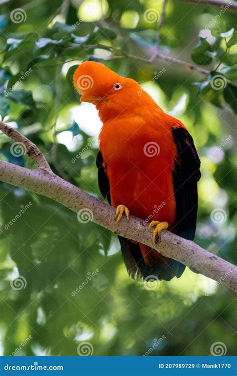 Andean Cock Of The Rock Rupicola Peruviana Stock Image Image Of