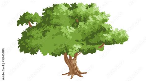 Tree With Transparent Background Stock Illustration Adobe Stock