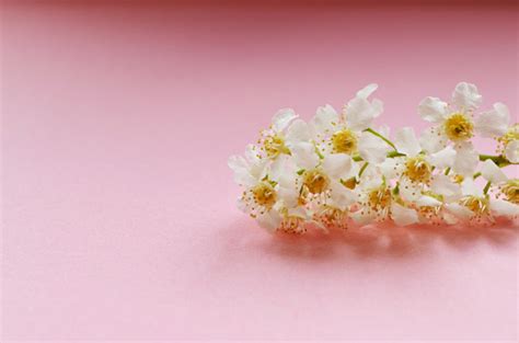 밝은 분홍색 배경에 흰색 벚꽃의 신선한 가지 파스텔 색상 플랫 레이 근접 촬영 텍스트공간을 복사합니다 봄 자연이 깨어나다 브랜치가 오른쪽에 있습니다 0명에 대한 스톡 사진