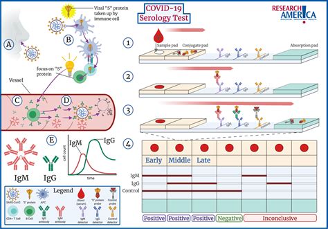 Serology Report Risk Factors And Vectors For Sars Cov 2 Household