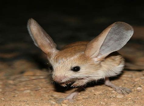Did You Hear The One About The Long Eared Jerboa Its Been