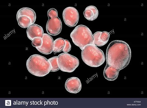 Cryptococcus Gattii Stock Photos Cryptococcus Gattii Stock Images Alamy