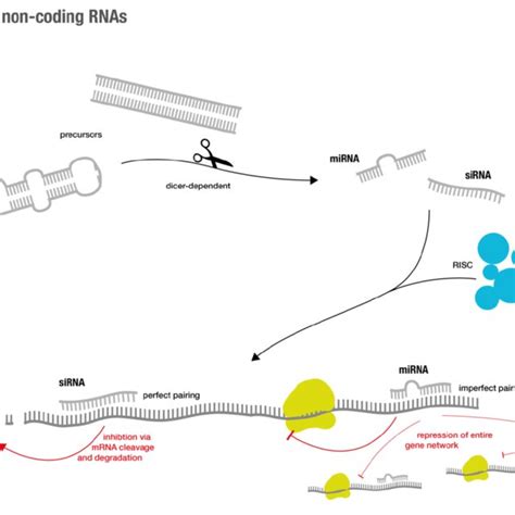 Overview Over Small RNA Genesis And Mode Of Action Download Scientific Diagram