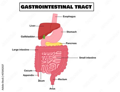 Gastrointestinal Tract Human Digestive System Anatomy Diagram Medical Education Esophagus