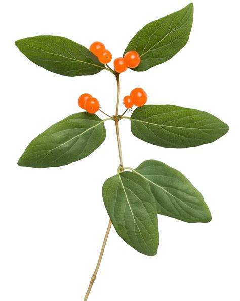 Drop Leaf Tabelle Png Fotos Png Mart My Xxx Hot Girl