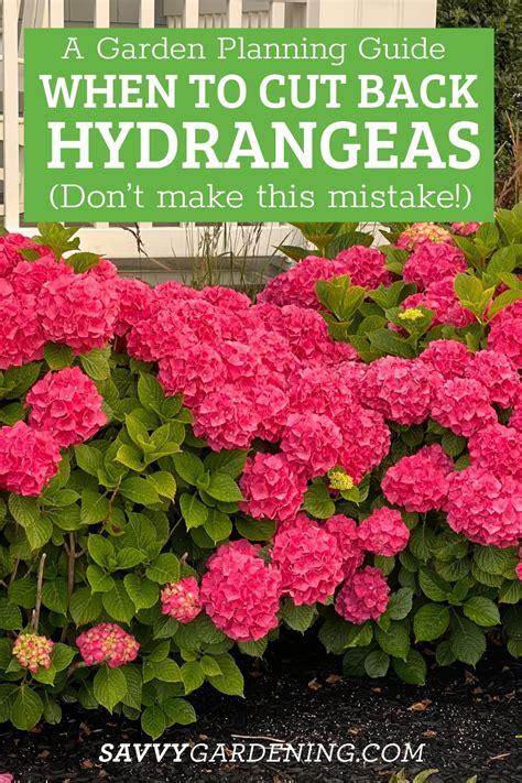 When To Cut Back Hydrangeas Dont Make This Mistake Pruning