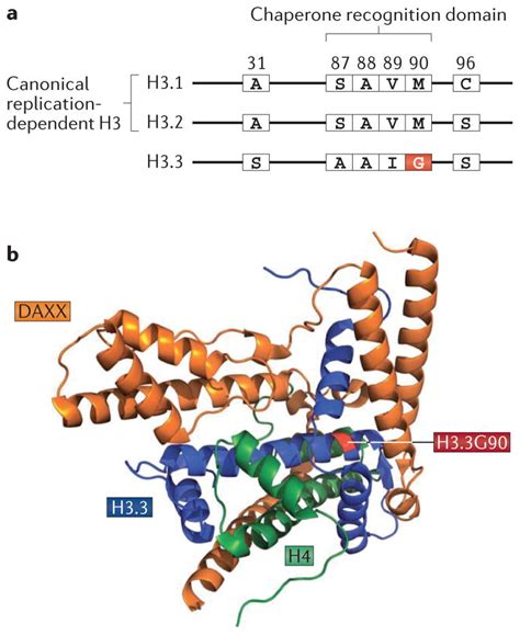 Every Amino Acid Matters Essential Contributions Of Histone Variants