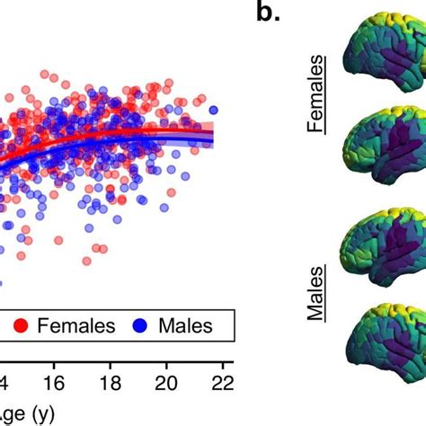 Cognitive Development And Network Controllability By Sex A Executive Download Scientific