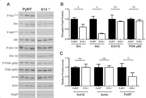 Immunoblot Analysis Of Solid Tumors From Polyomavirus Middle T Antigen