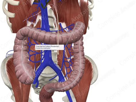 Transverse Colon An Overview Sciencedirect Topics