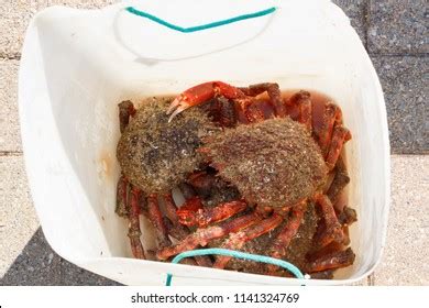 Bucket Of Crabs Images Stock Photos Vectors Shutterstock