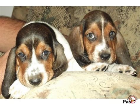 Americki Baset Mali Oglasi I Prodavnice