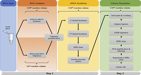 High Throughput Minitaturized Rna Seq Library Preparation Rna Seq Blog