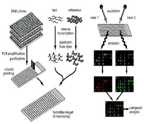 CDNA Microarray Schema Duggan Et Al 1999 Download Scientific Diagram