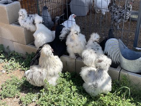 Fluff Bottomed Girls Del Rio Tx