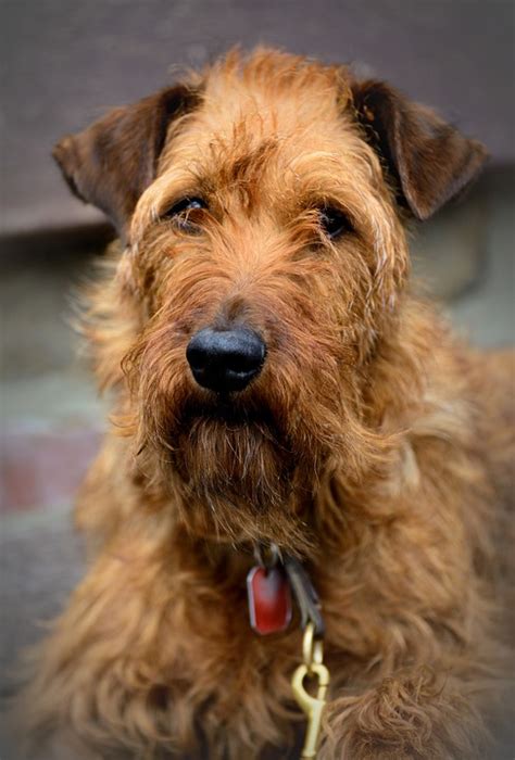 爱尔兰梗 梗犬 狗 Pixabay上的免费照片 Pixabay
