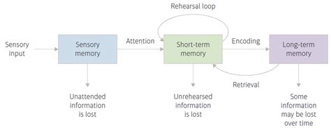 Multi-store model Diagram | Quizlet