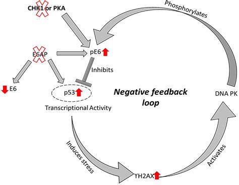 Oncogenes And Tumor Suppressor Genes Feedback Loop