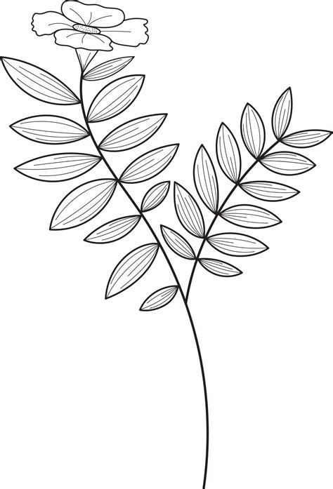 Botanical Line Art 21392309 Png