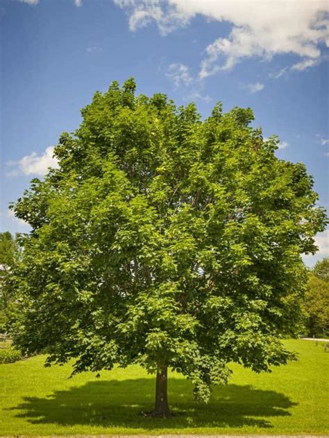 Here S When Maple Trees Produce Sap And How Much They Produce Tree Journey