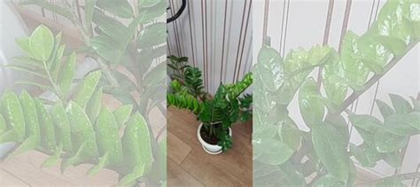 Замиокулькас купить в Ростове-на-Дону | Товары для дома и дачи | Авито