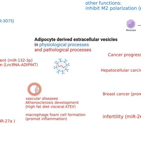 Overview Of Adipose Derived Extracellular Vesicles In Health And Disease Download Scientific