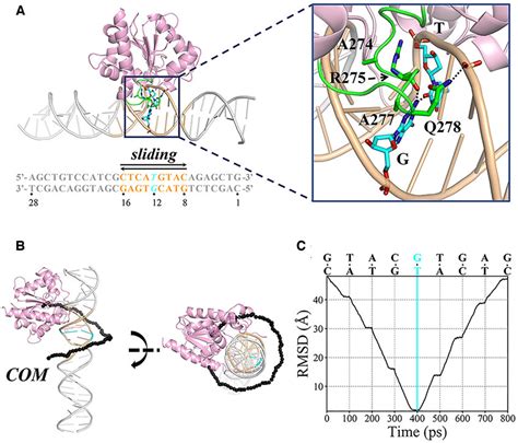 A The Modeled Tdg Dna Complex With Tdg Targeting To The G·t Mispair Download Scientific