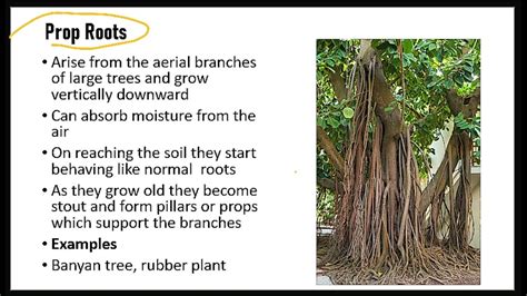 Prop Roots Examples