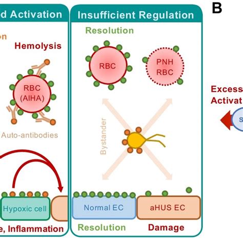 Principal Mechanisms Of Complement Involvement In Disease A The Download Scientific Diagram
