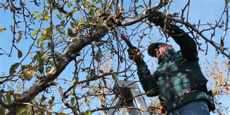 How To Prune Producing Fruit Trees