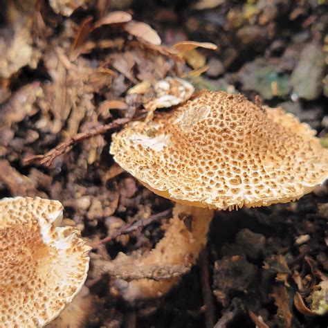 Freckled Dapperling From Redwood Glen Trailhead On May 20 2023 At 0356 Pm By Citysalamanders