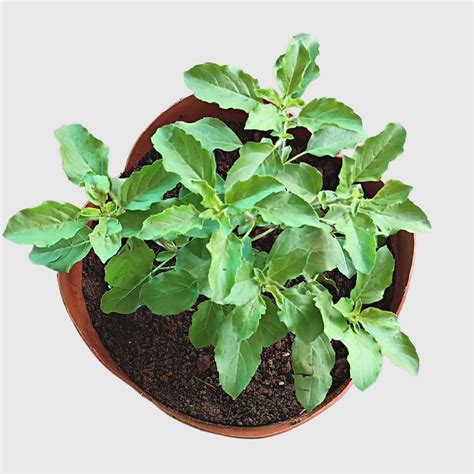 Rama Tulsi Plant – Leafy Island