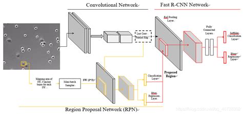 理解faster r cnn、rpn、anchor、roi pooling、训练策略 faster rcnn的rpn和roi pooling