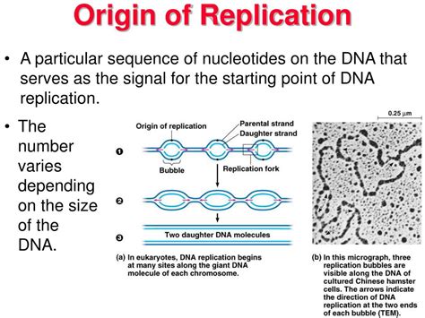 PPT DNA And DNA Replication PowerPoint Presentation Free Download ID 583457