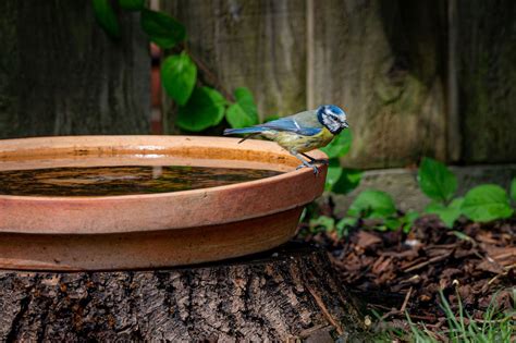 Tree Stump Ideas Creative Designs For Your Yard Homes And Gardens