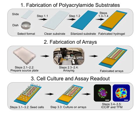 A High Throughput Cell Microarray Platform For Correlative Analysis Of Cell Differentiation And