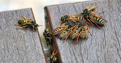 Stings And Stripes How Different Are Hornets Wasps And Bees Debugged