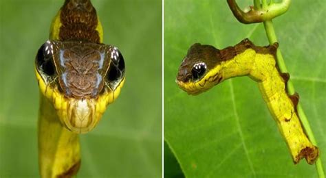 ¿es Una Serpiente Oruga Imita Al Temido Reptil Cuando Siente Peligro