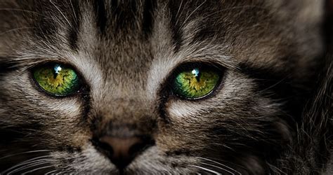 Cat 脸朝近黑白眼睛高清图片下载 正版图片320707037 摄图网