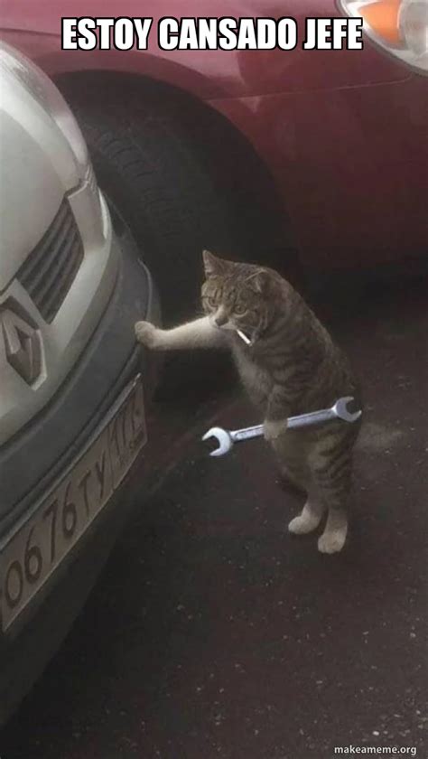 Como Un Meme De Gato Jefe
