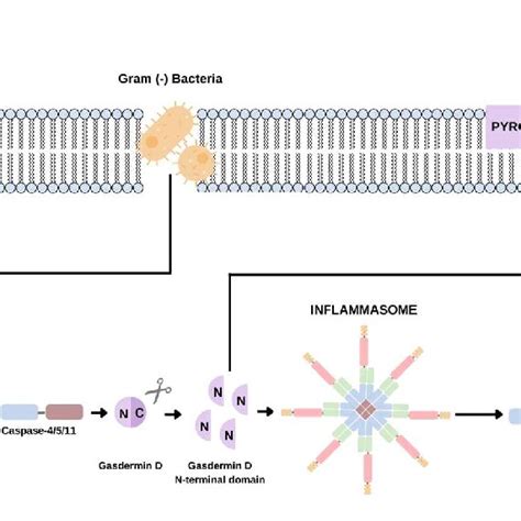 The Canonical Pathway Of Pyroptosis And The Role Of The Nlrp3 Download Scientific Diagram