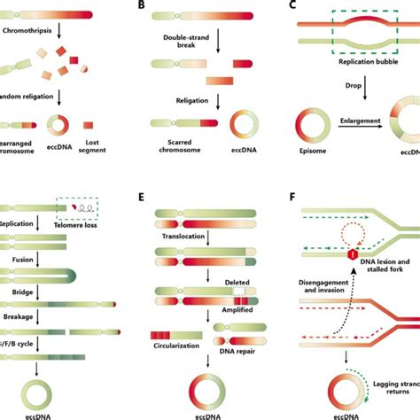 Models And Pathways Of Extrachromosomal Circular Dna Eccdna