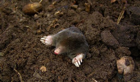 Earth Element Part PetarSmiljana Qigong