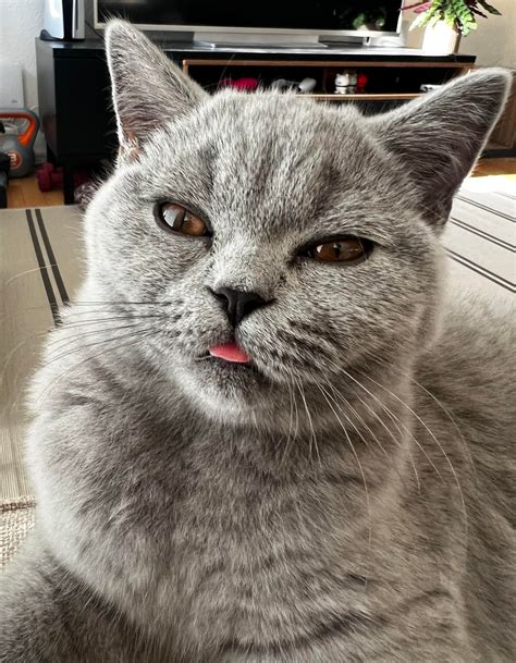 Smol Blep From Smol Kitty Rblep