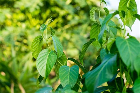 🌿Gurmar (Gudmar) » Anwendung, Wirkung & Wirkstoffe
