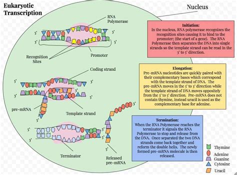 Protein Synthesis In Prokaryotes Vs Eukaryotes Whats The Difference Creative Biostructure