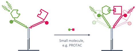 Switchsense Dynamic Biosensors