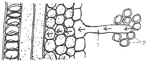 2024 Exam Solved Sample Paper 1 Solved Sample Papers Of ICSE Biology For 2024 Exam