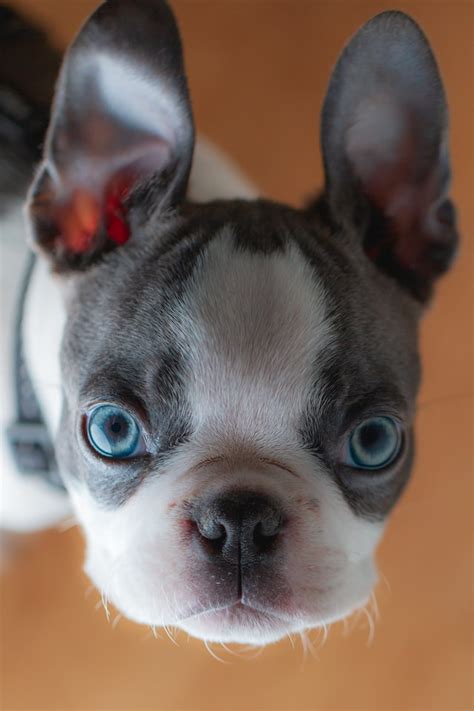 Blue Boston Terrier